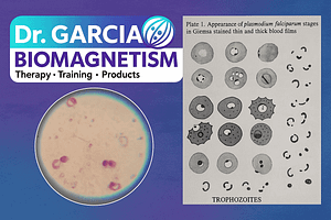 Biomagnetism Therapist | Biomagnetic Therapist | Luis F G...